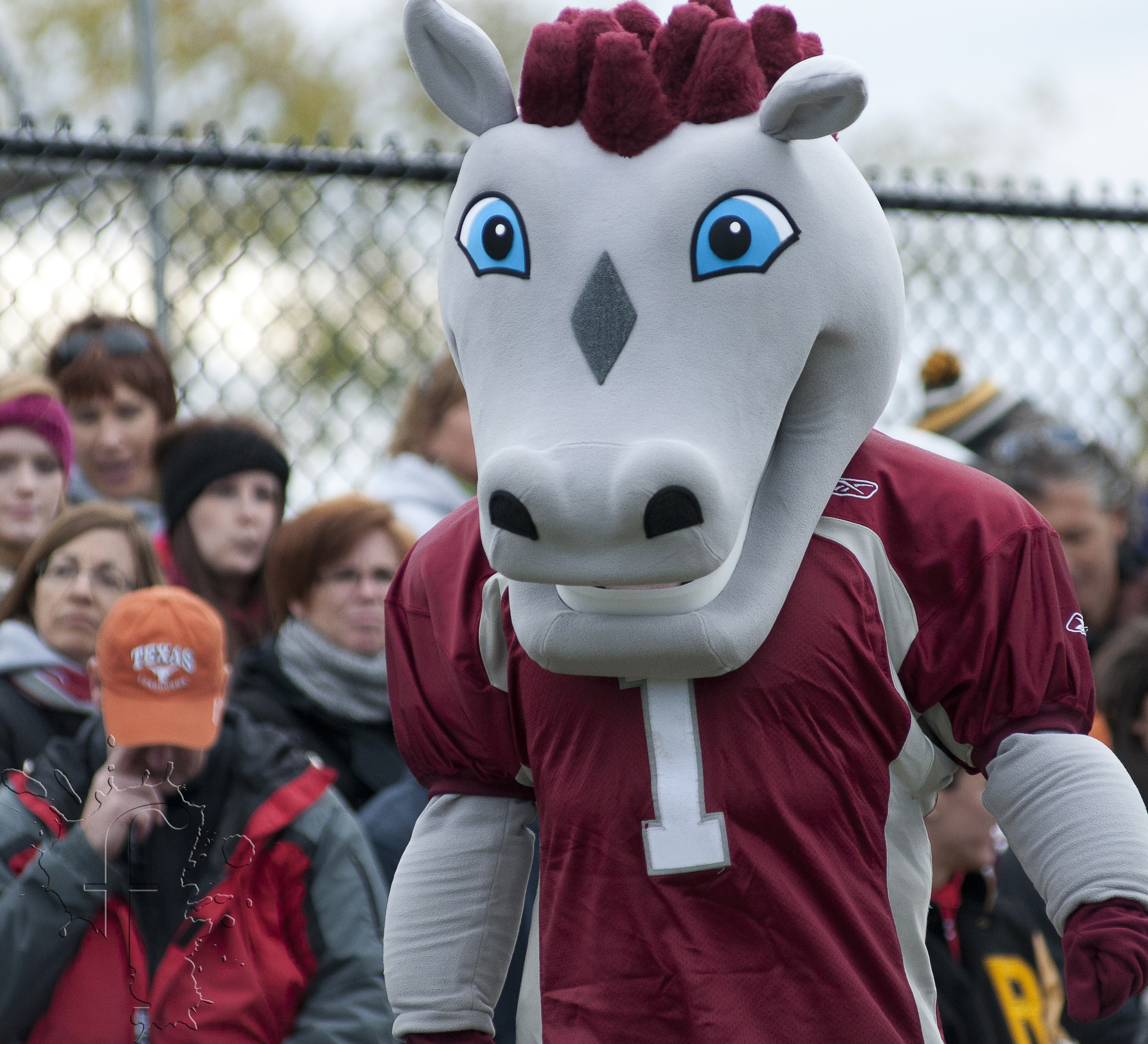 Meet A Gee Gee The Fulcrum