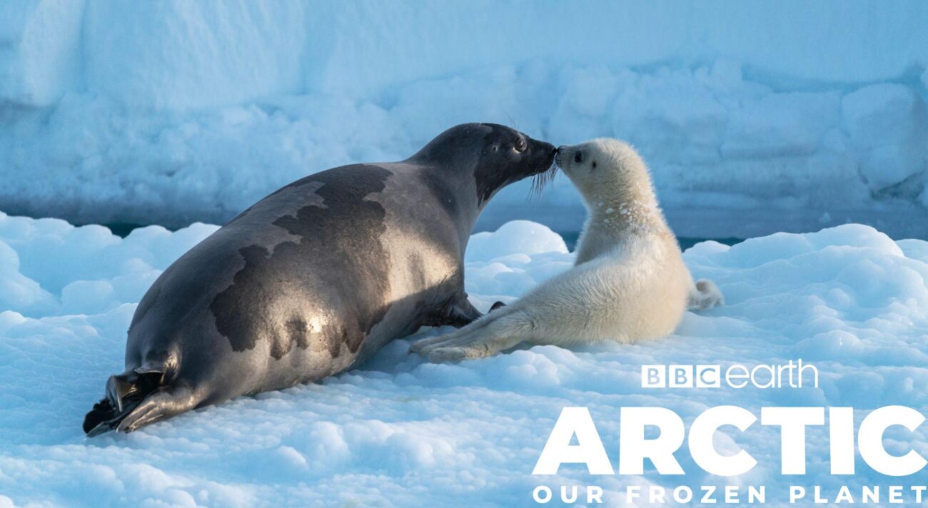 ARCTIC: Our Frozen Planet premieres at the Canadian Museum of History ...